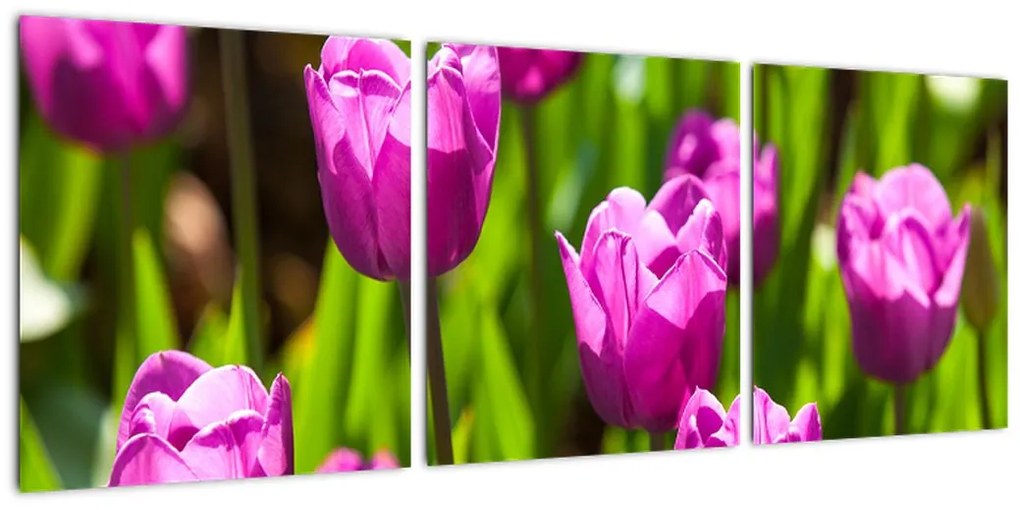 Obraz kvetoucích tulipánů