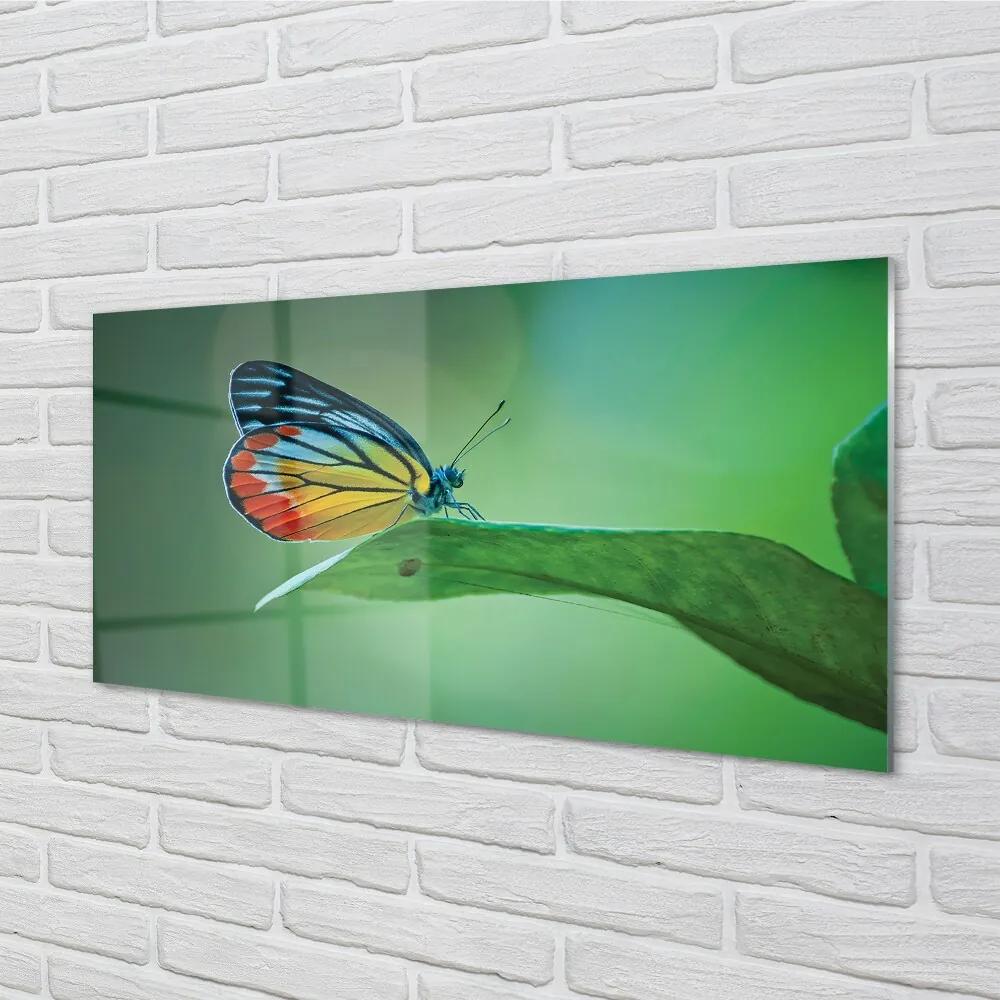 Obraz na skle Barevný motýl křídlo 100x50 cm