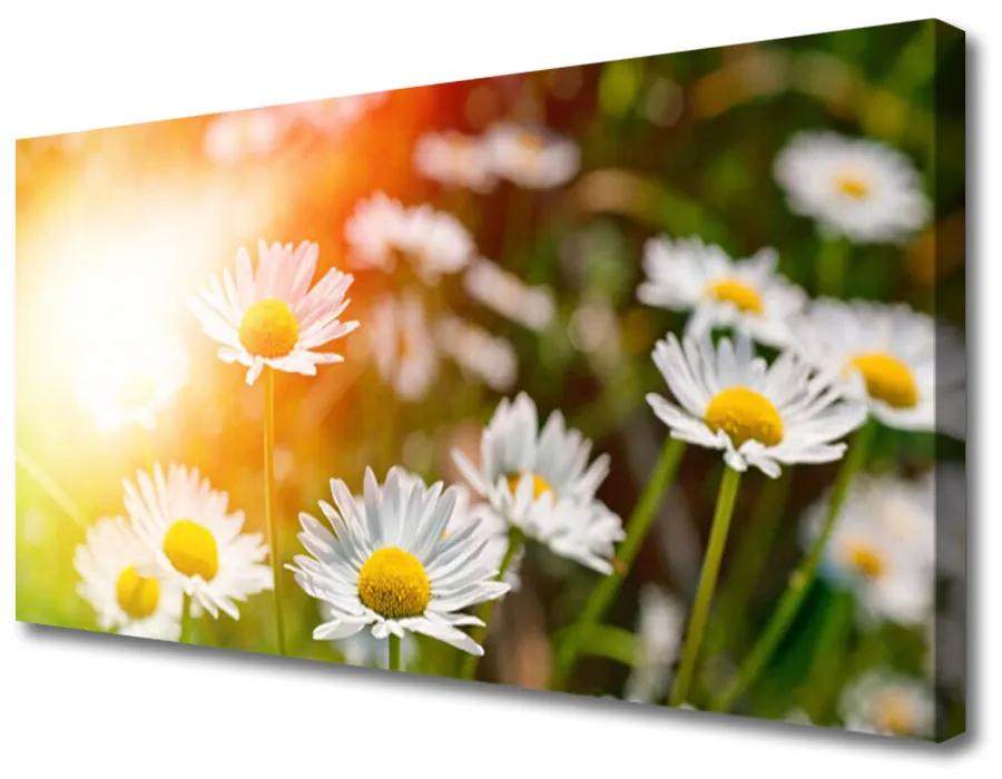 Obraz na plátně Sedmikrásky Květiny Paprsky 120x60 cm