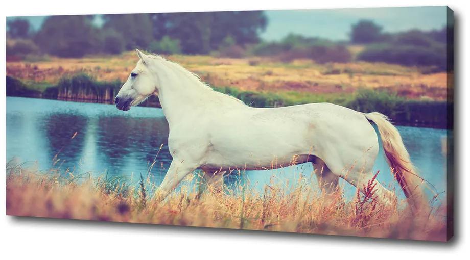 Wallmuralia Foto obraz na plátně Bílký kůň jezero 125x50 cm