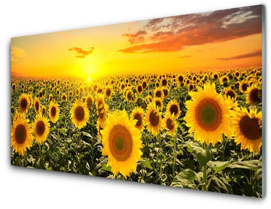Obraz na skle Slunečnice 120x60 cm
