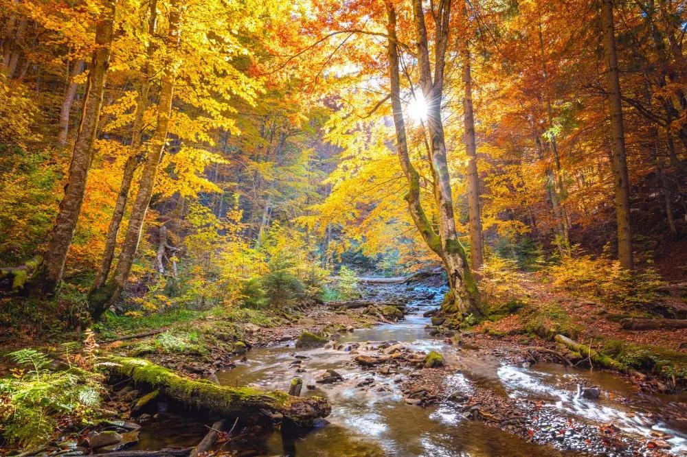 Vícedílný obraz 3D Podzimní Lesní Krajina Nedostatek Nedostatek Přírodní plátno 180x120