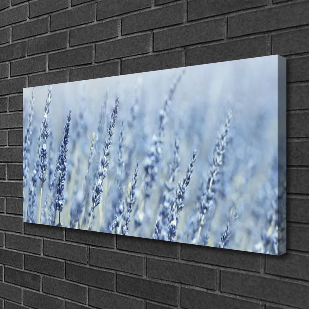 Obraz na plátně Květiny Klasy Louka Příroda 100x50 cm