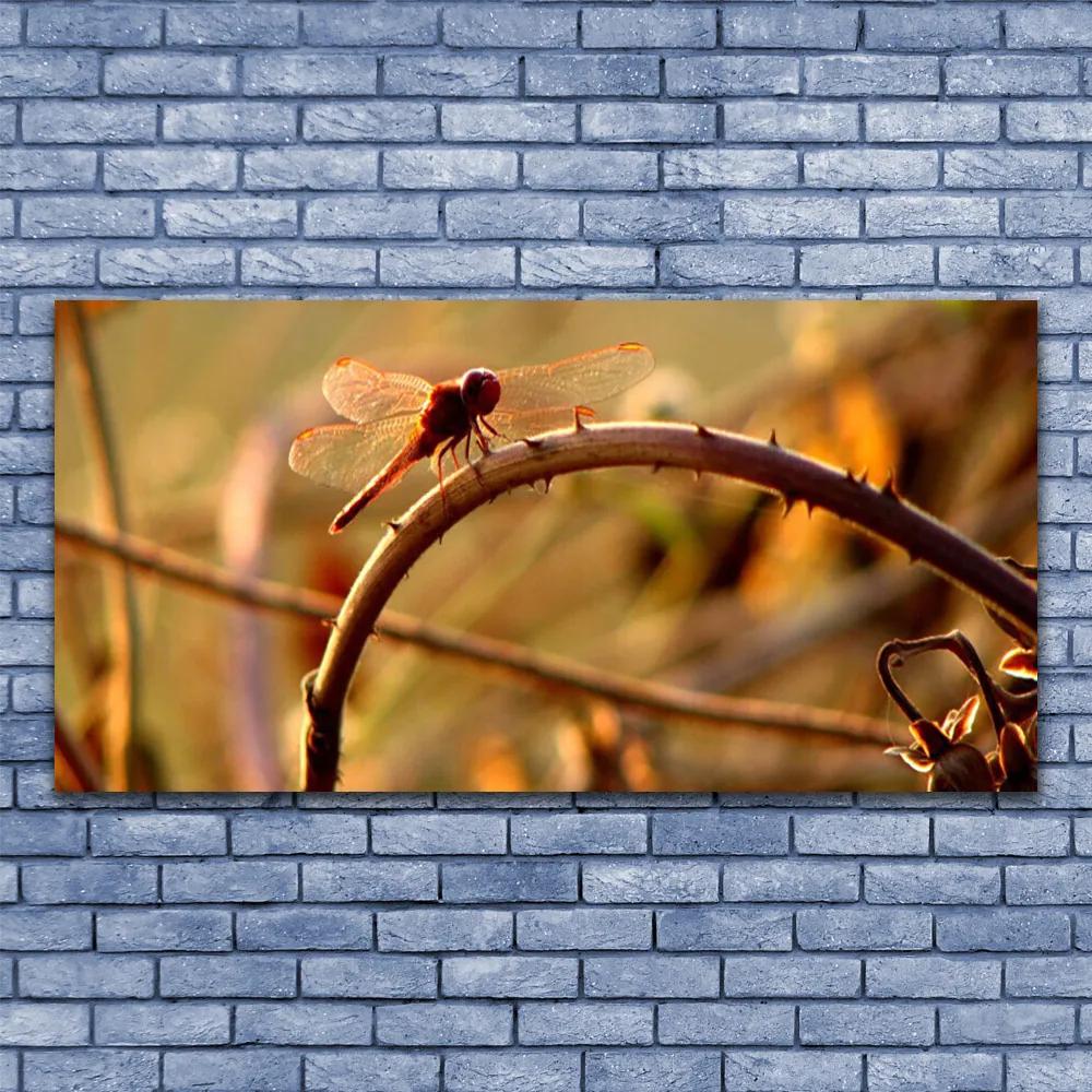 akrylový obraz Vážka Příroda Rostlina 120x60 cm