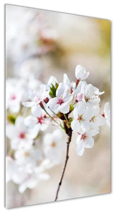 Wallmuralia Foto obraz sklo tvrzené Květy višně 60x120 cm