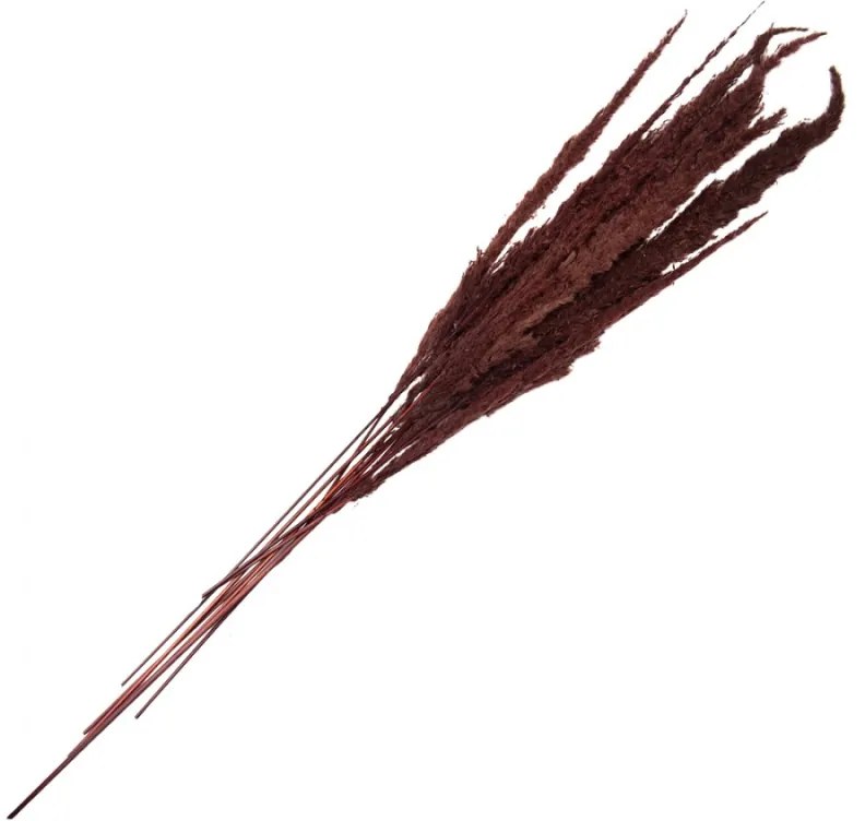 Sušené květy Hnědé 100 cm (10) – 100 cm