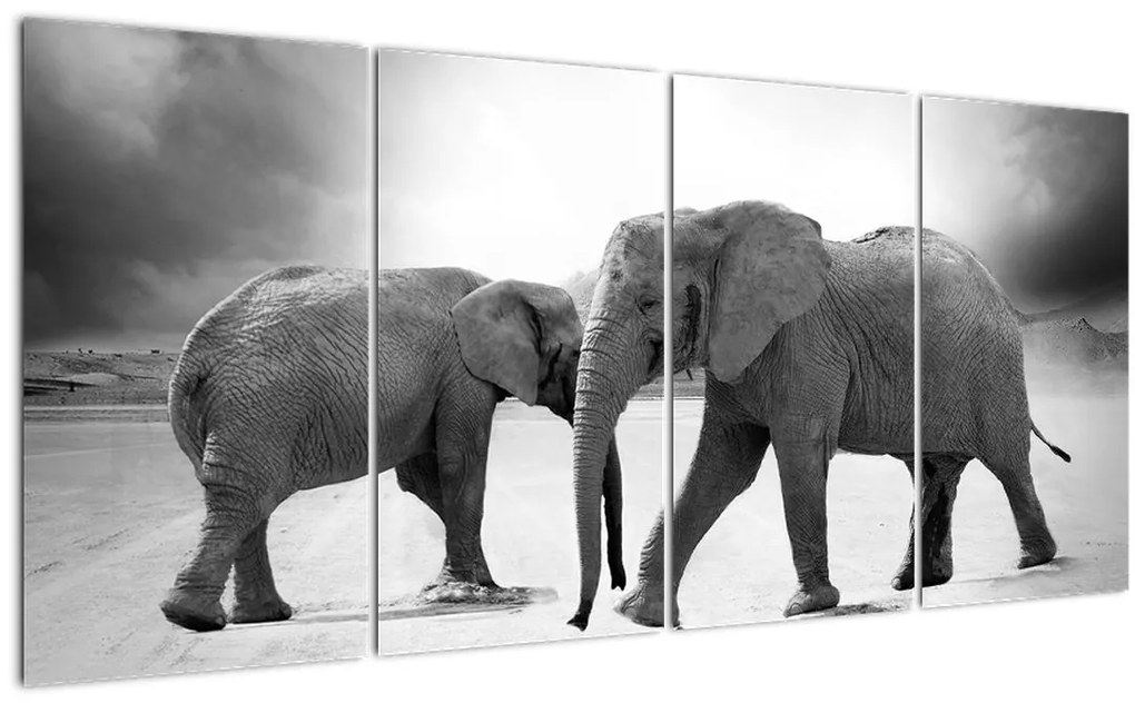 Obraz - černobílí sloni (160x80 cm), 40 dalších rozměrů