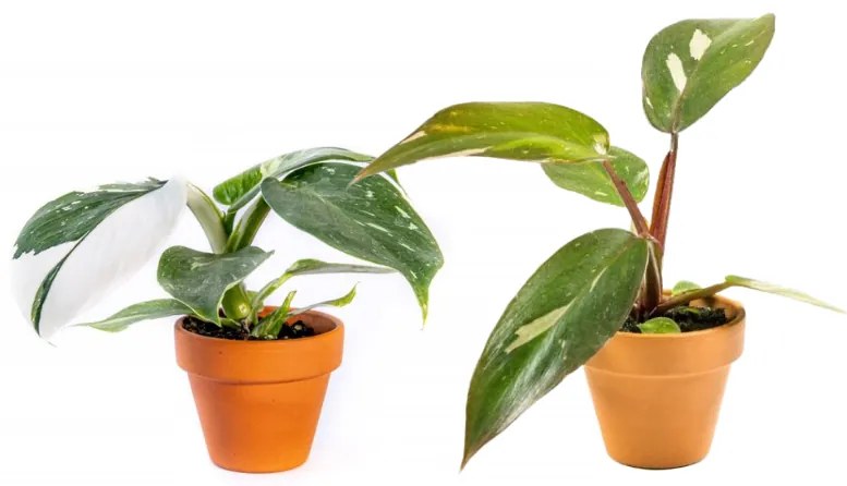 Set rostlin DUO Philodendron White Princess a Pink Princess