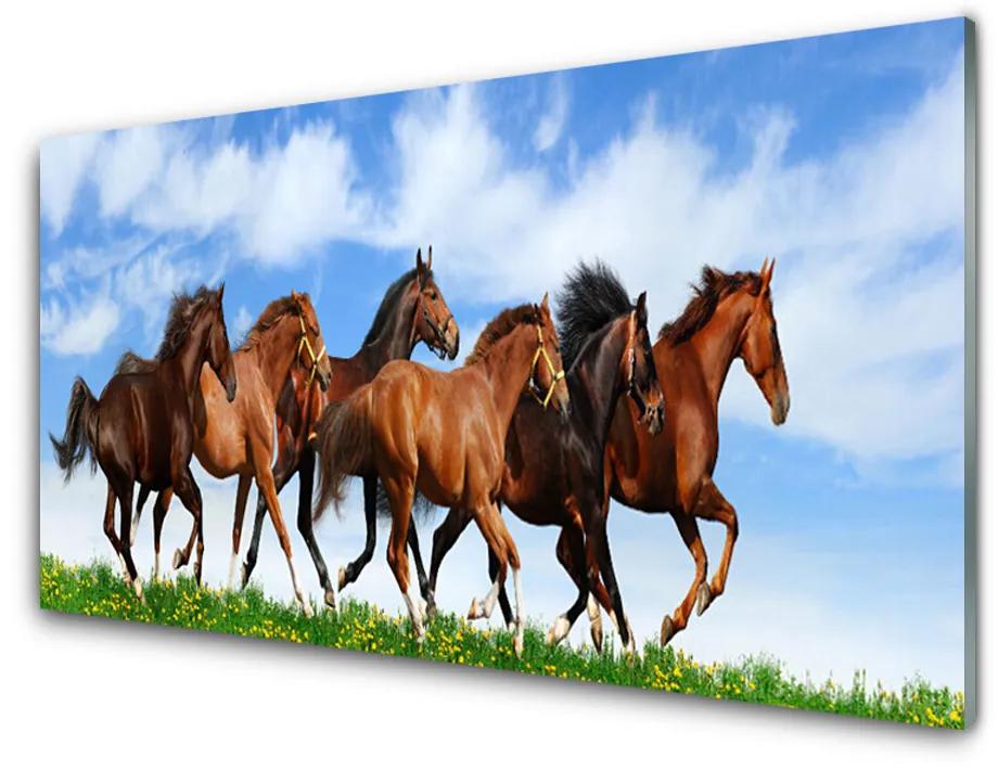 Obraz na skle Cválající Koně na Pastvině 140x70 cm