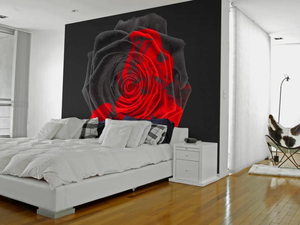 Tapeta proměna růže (150x116 cm) - Murando DeLuxe
