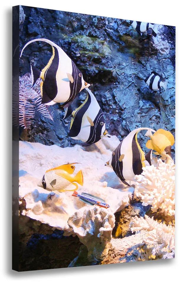 Wallmuralia Foto obraz na plátně Korálový útes 70x100 cm