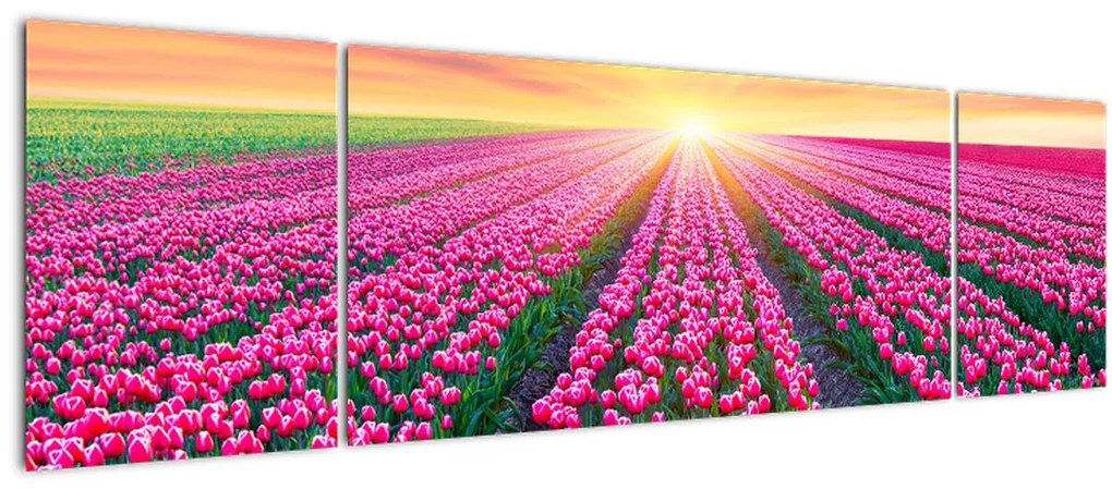Obraz pole tulipánů se sluncem (170x50 cm)