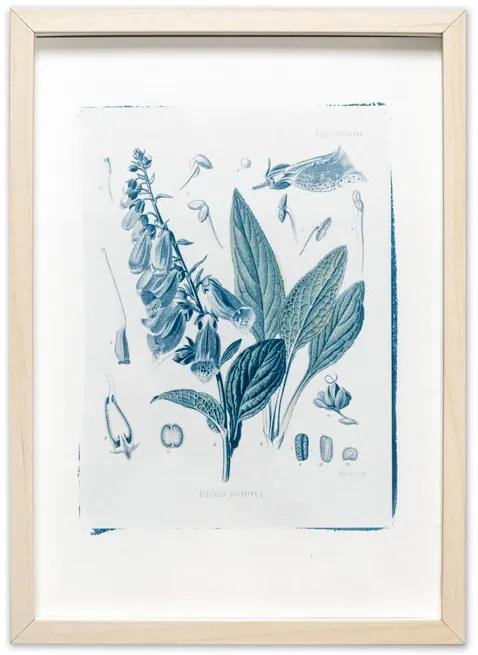 Botanická fotografie na zeď - Náprstník - 21 x 30 cm (A4) / s rámem