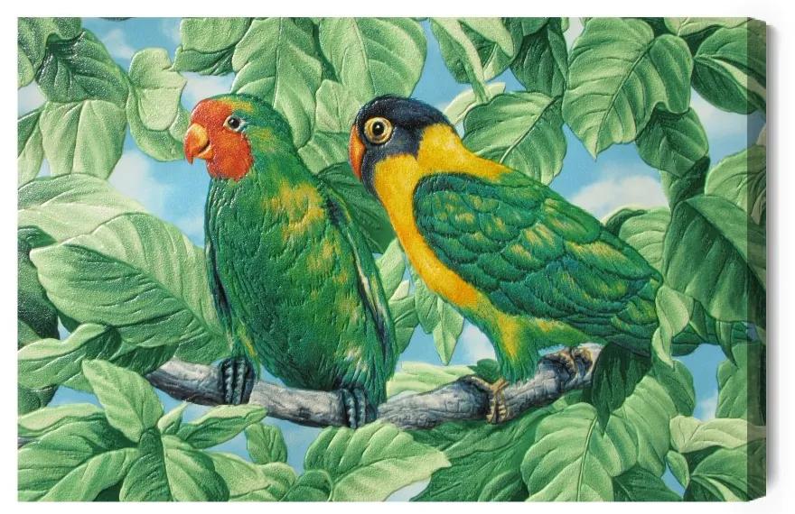 Obraz Krásné Barevné Papoušky Nedostatek Nedostatek Plátno Canvas 30x20