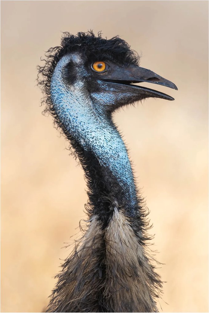 Jakub Hodáň | Emu hnědý Rám: Bez rámu, Velikost: 40 x 30 cm