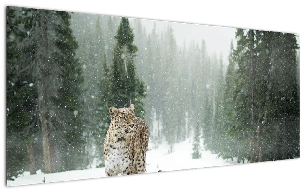 Obraz leoparda ve sněhu (120x50 cm), 40 dalších rozměrů