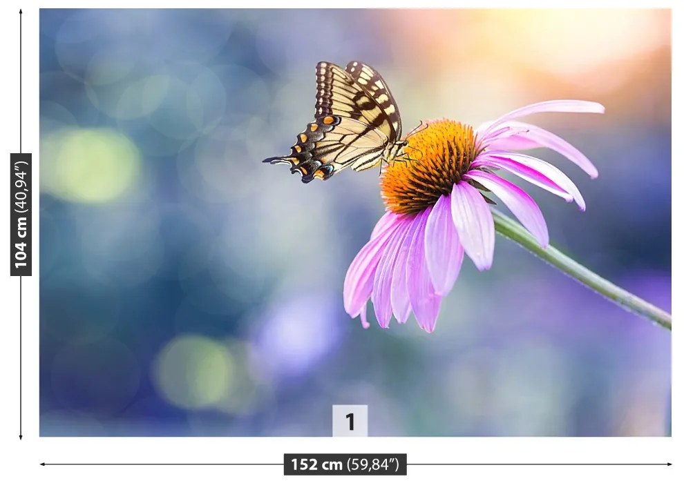 Fototapeta Echinacea Butterfly 104x70