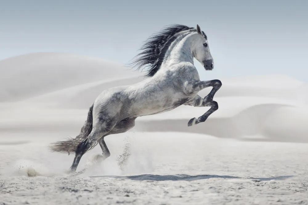 Vícedílný obraz Kůň V Poušti 3D Nedostatek Nedostatek Přírodní plátno 120x80