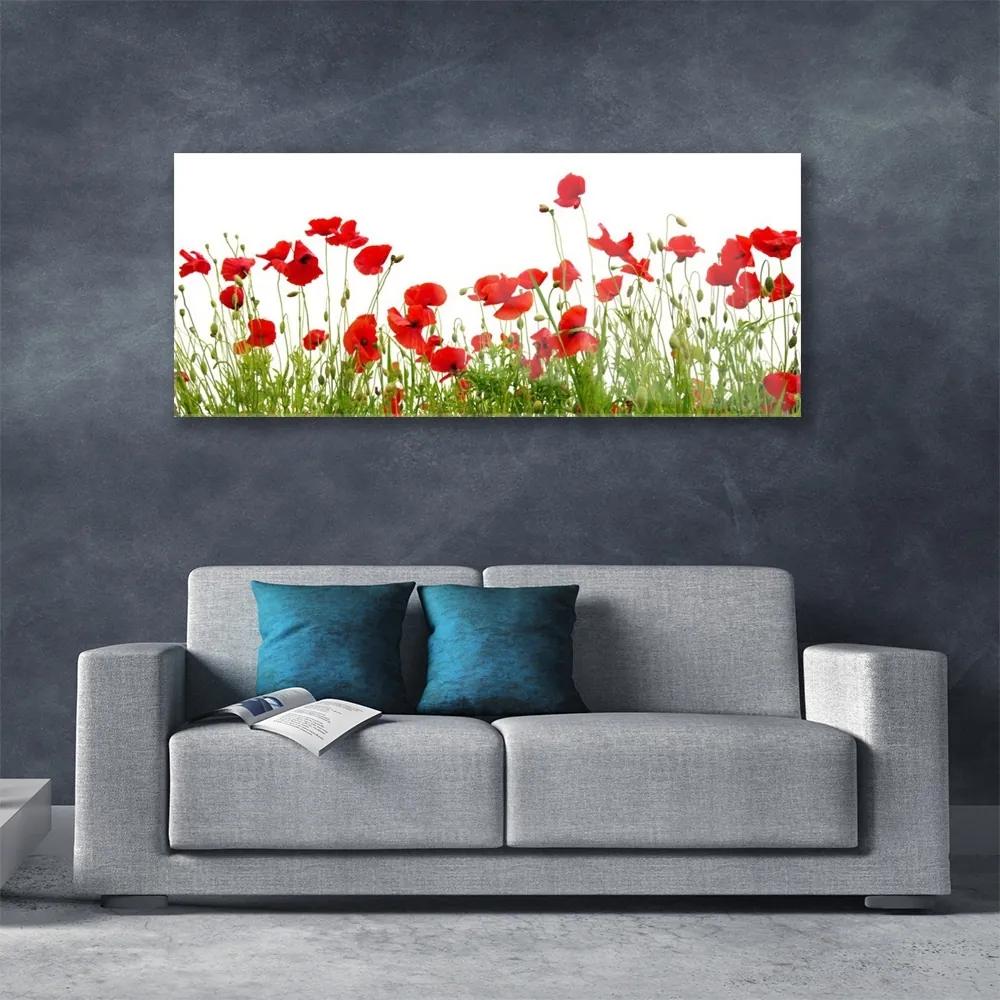 Plexisklo-obraz Louka Máky Květiny Příroda 125x50 cm