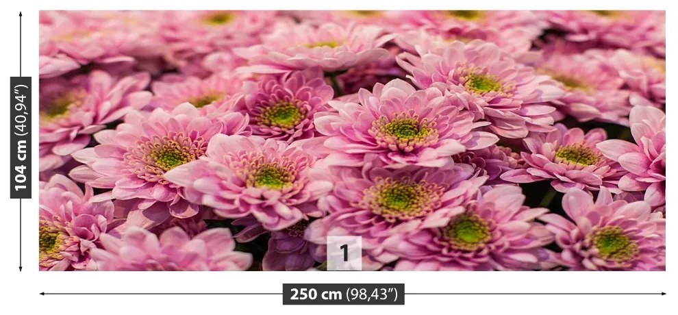 Fototapeta Růžové chryzantémy 104x70