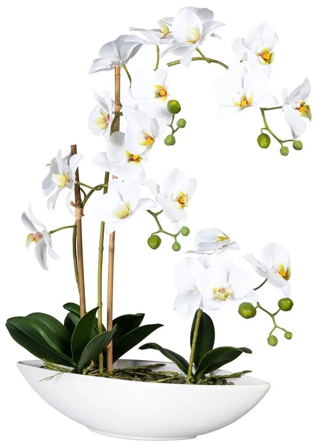 Gasper Phalaenopsis x4 ca 60 cm (vč.misky)