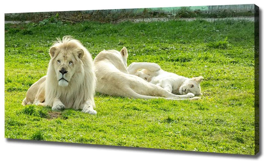 Wallmuralia Foto obraz na plátně Béžové lvy 120x60 cm