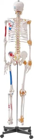 Model lidské kostry pro anatomii, 182 cm životní velikost