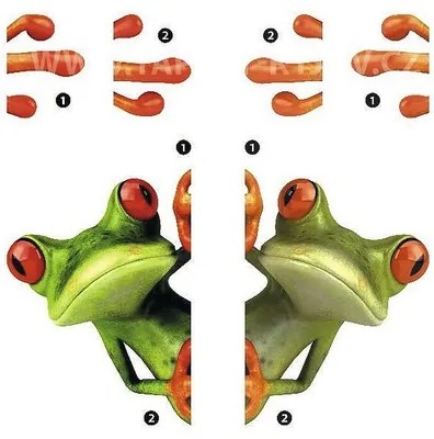 Samolepka na zeď, 3D Frog