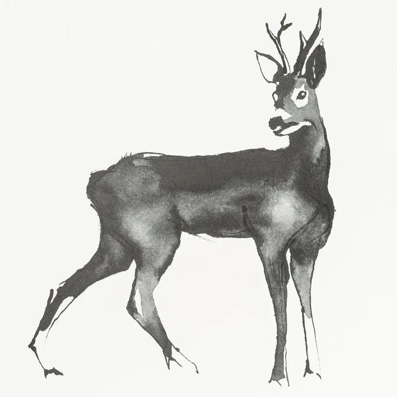 Plakát Roe Deer 50x70