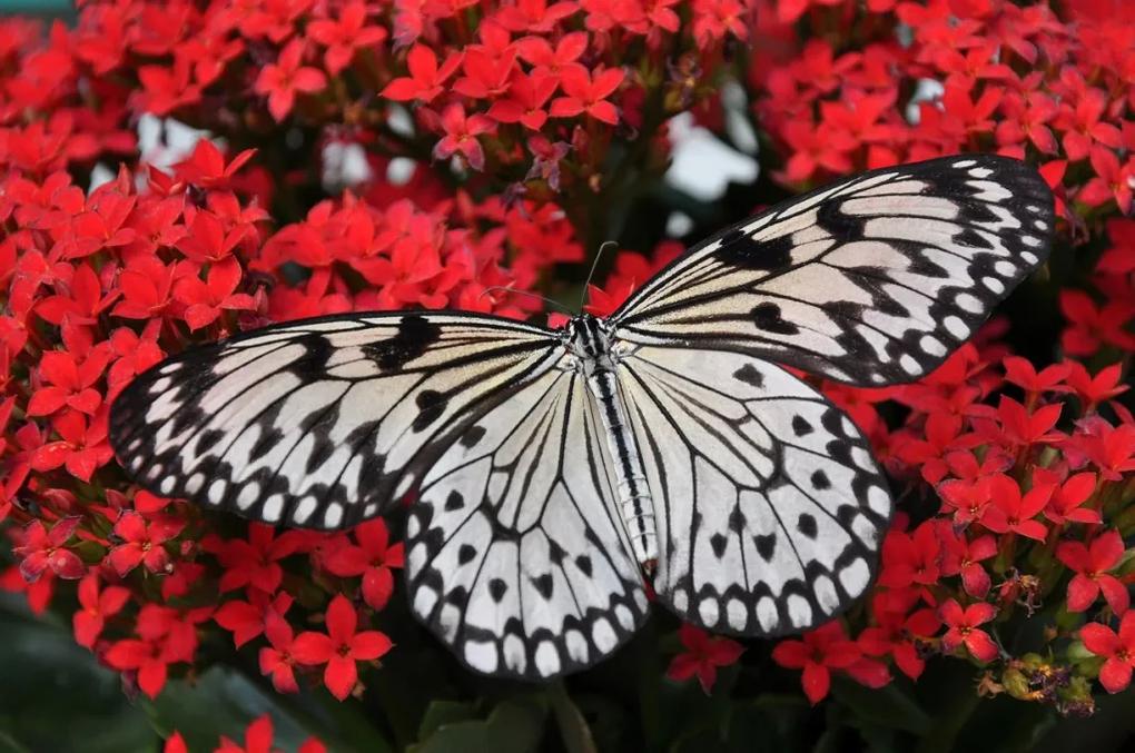 Obraz motýl na květech Velikost (šířka x výška): 150x100 cm