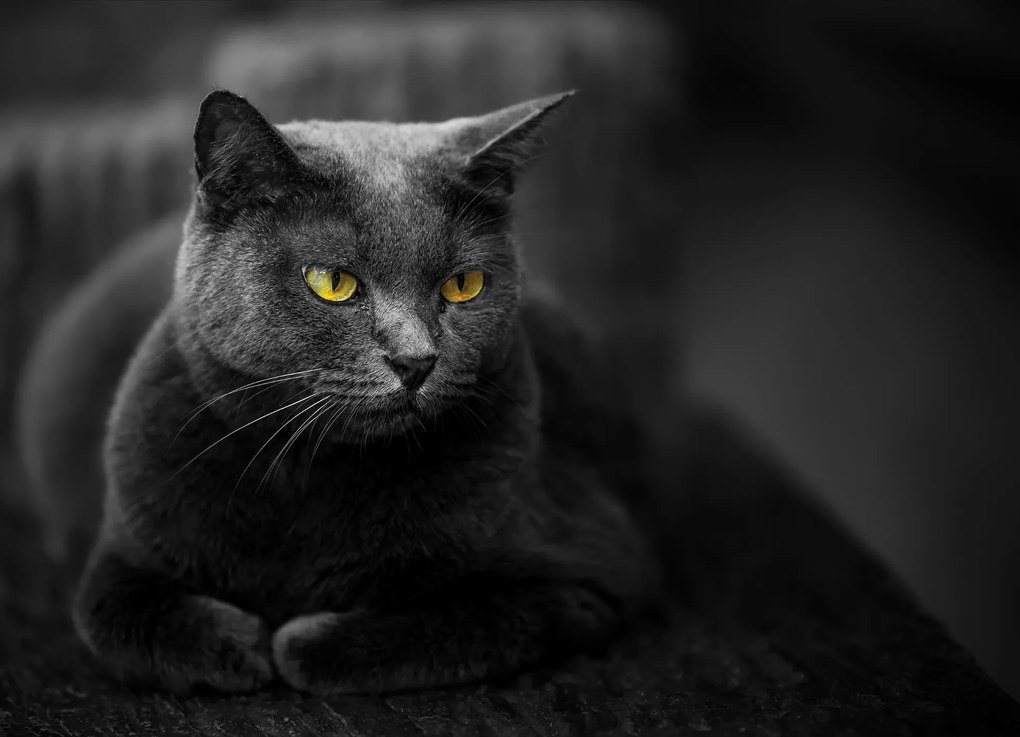 Malvis ® Tapeta Kočka černá Vel. (šířka x výška): 504 x 310 cm