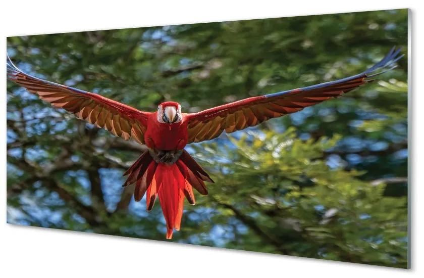 Obraz na skle ara papoušek 140x70 cm