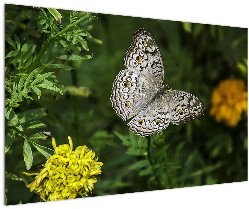 Obraz - bílý motýl (120x80 cm), 40 dalších rozměrů