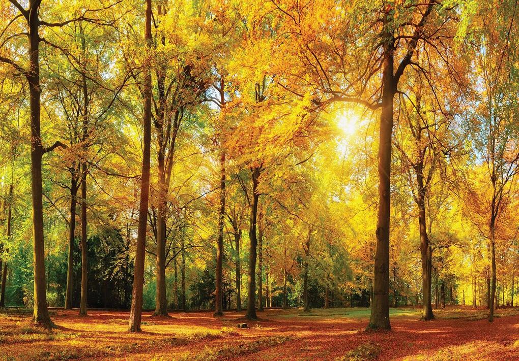 Postershop Fototapeta: Spadané listí v lese - 104x152,5 cm