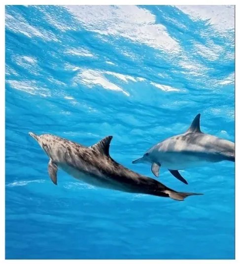 DIMEX | Vliesová fototapeta na zeď Delfíni MS-3-0218 | 225 x 250 cm | šedá, modrá