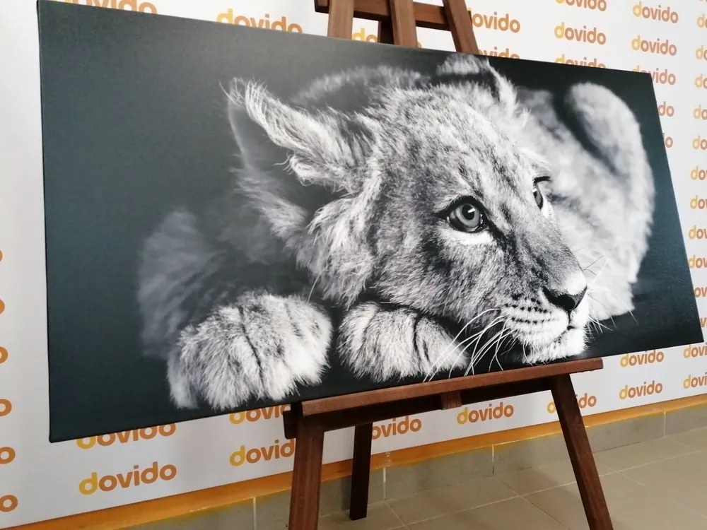 Obraz mládě lva v černobílém provedení - 100x50 cm