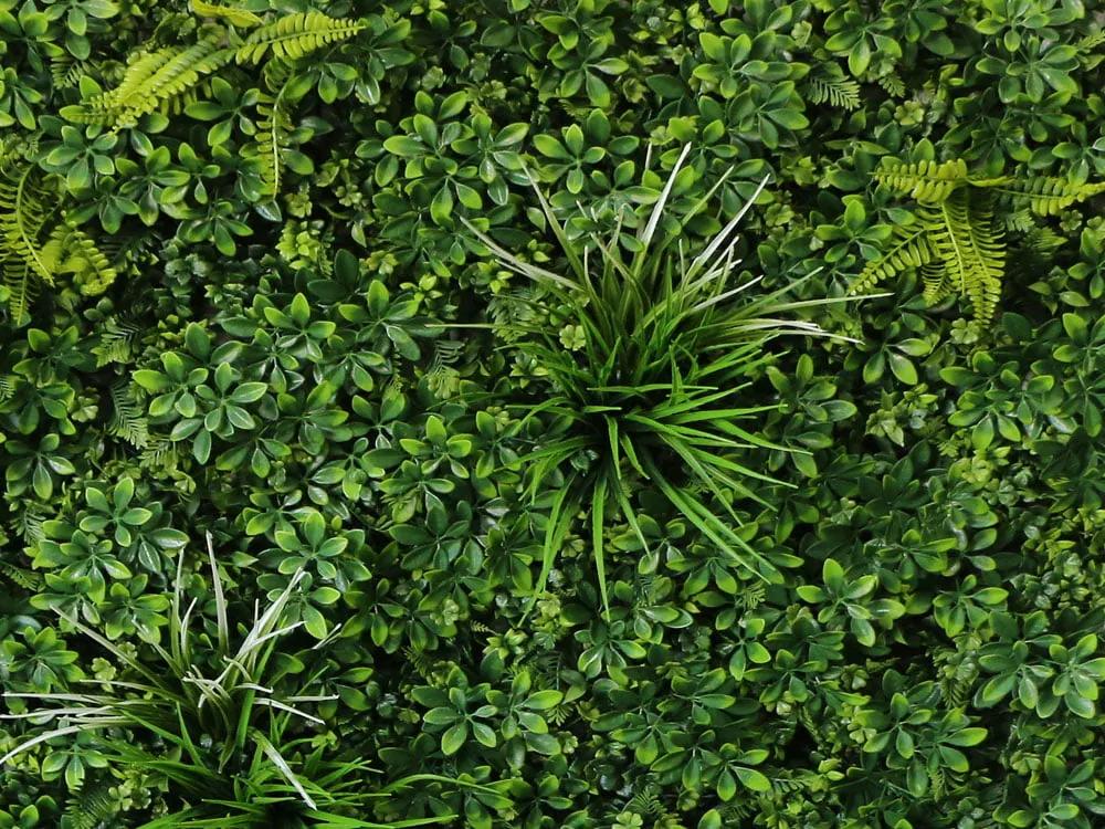 WALL GREEN Schefflera, dílec 100 x 100 cm