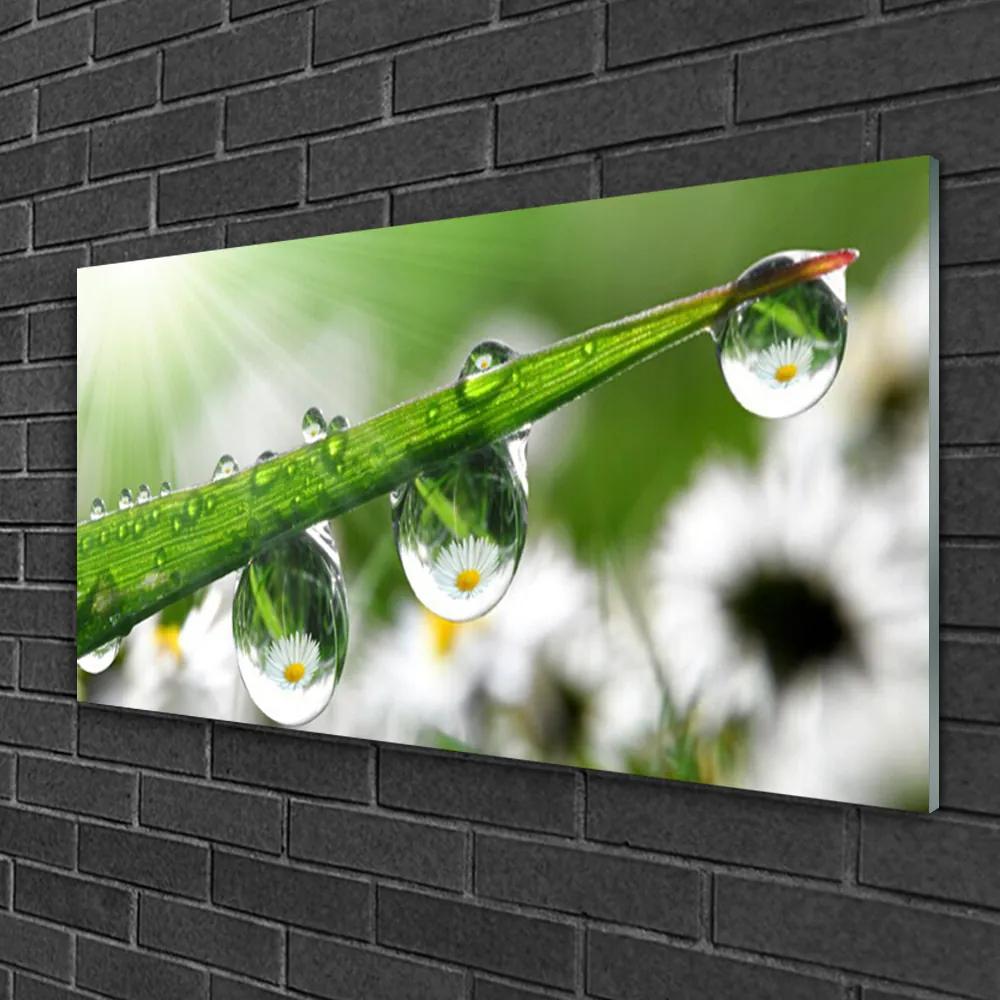 Obraz na skle Tráva Rosa Kapky Příroda 140x70 cm