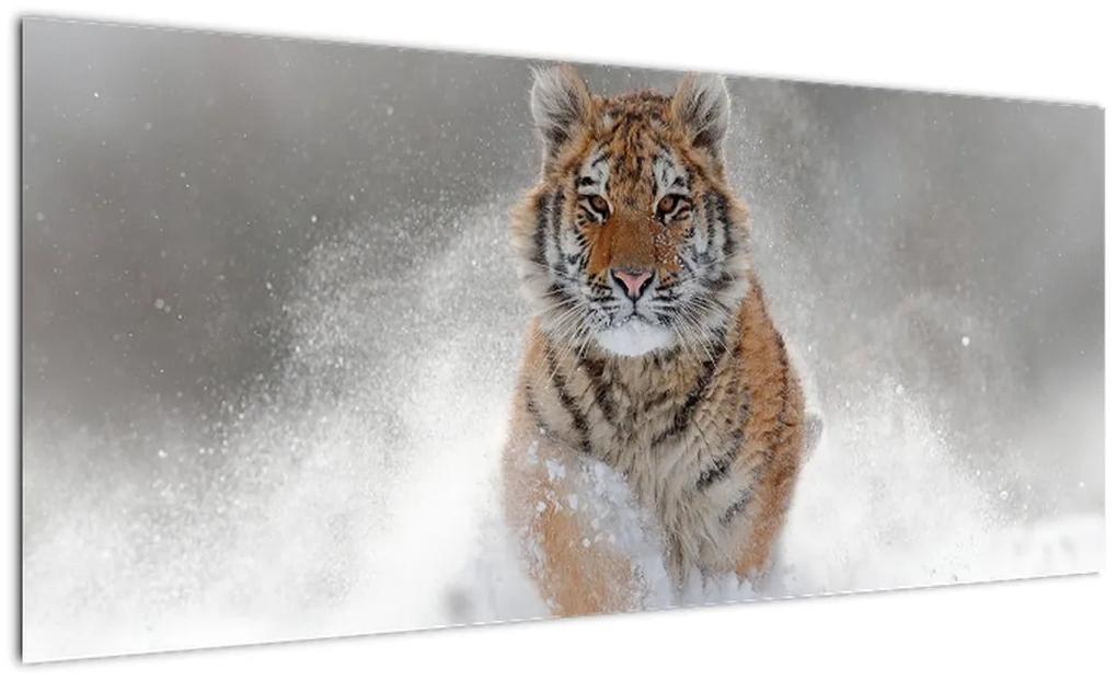 Obraz běžícího tygra (100x40cm)