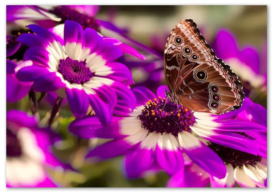 Wallmuralia Fotoobraz skleněný na stěnu do obýváku Motýl na květině 100x70 cm