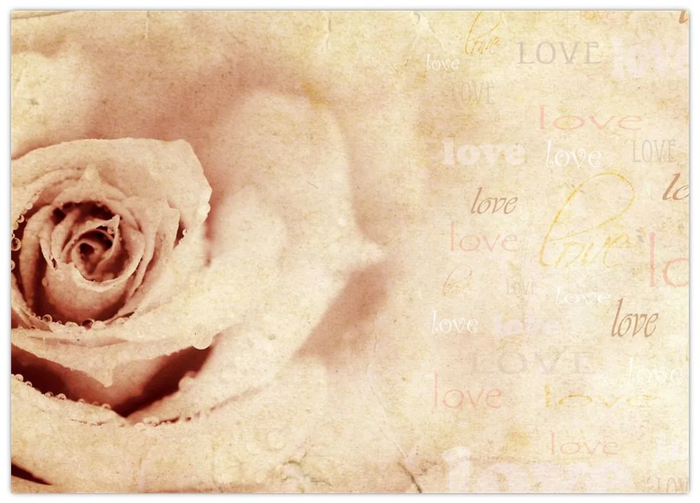 Skleněný obraz - Květ růže pro zamilované (70x50 cm)