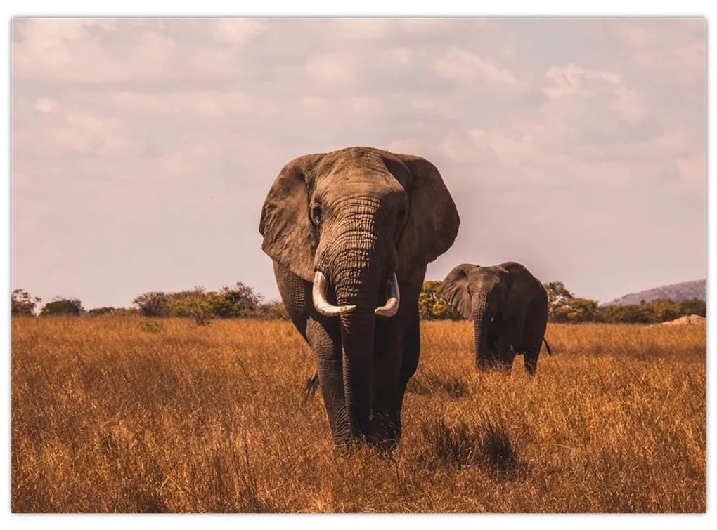 Obraz - Příchod slona (70x50 cm)