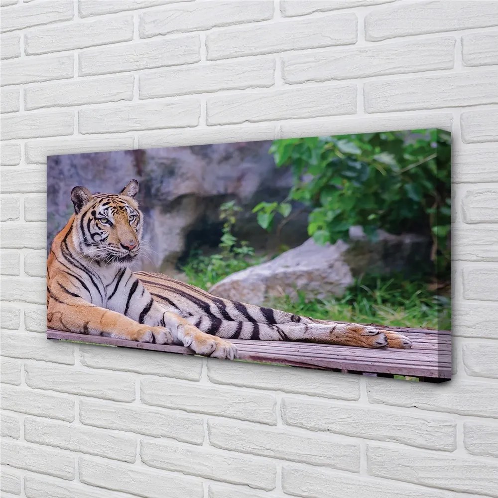 Obrazy na plátně Tiger v zoo 100x50 cm