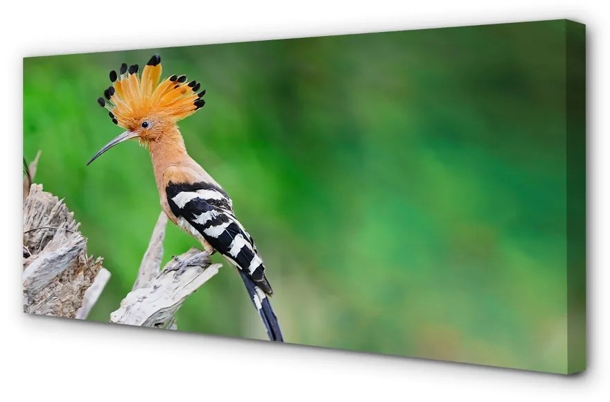 Obrazy na plátně Strom barevný papoušek 100x50cm