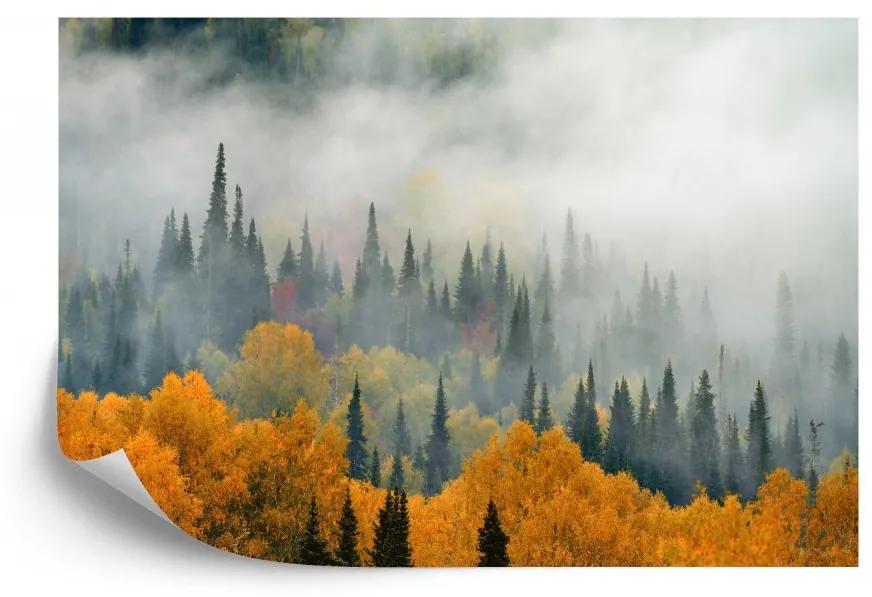 Fototapeta Mlha Nad Podzimním Lesem Omyvatelný vlies 135x90