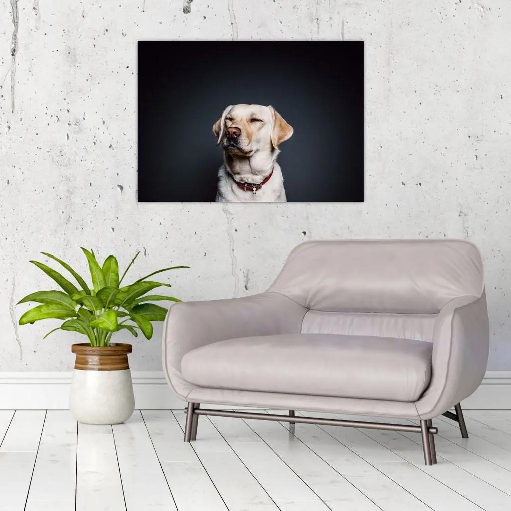 Skleněný obraz labradora (70x50 cm)