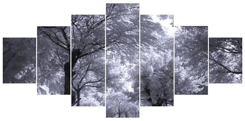 Černobílý obraz stromů  (210x100 cm), 40 dalších rozměrů