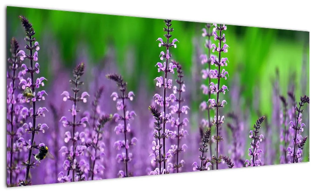 Obraz fialového lučního kvítí (100x40 cm), 40 dalších rozměrů