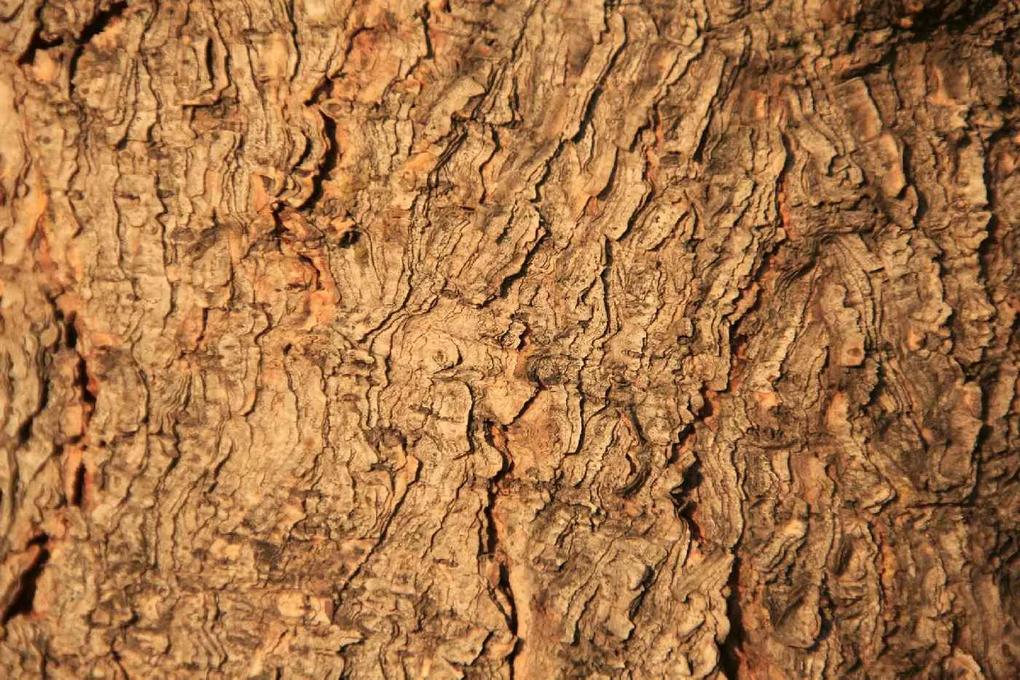 DIMEX | Samolepicí vliesová fototapeta na zeď Textura stromu MA-5-2337 | 375 x 250 cm | oranžová, hnědá