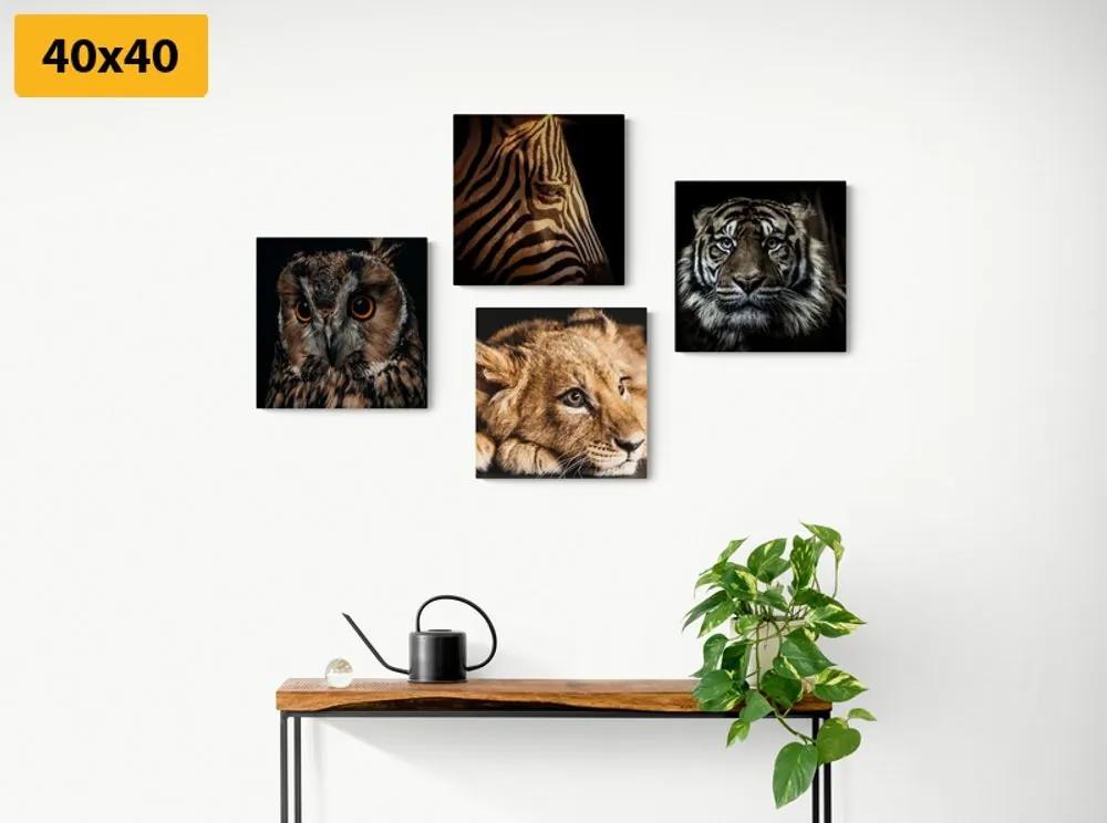 Set obrazů divoká zvířata - 4x 40x40 cm